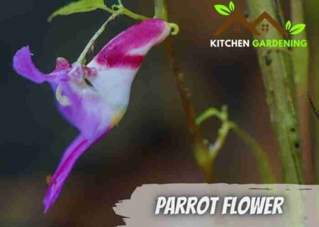 7 Beautiful Flowers That Look Like Birds