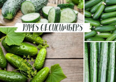Burpless Cucumbers: The Ultimate Guide To Growing this Delicious And ...