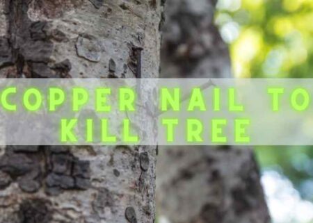 Can You Use Copper Nail To Kill Tree: 4 Steps You Should Follow ...